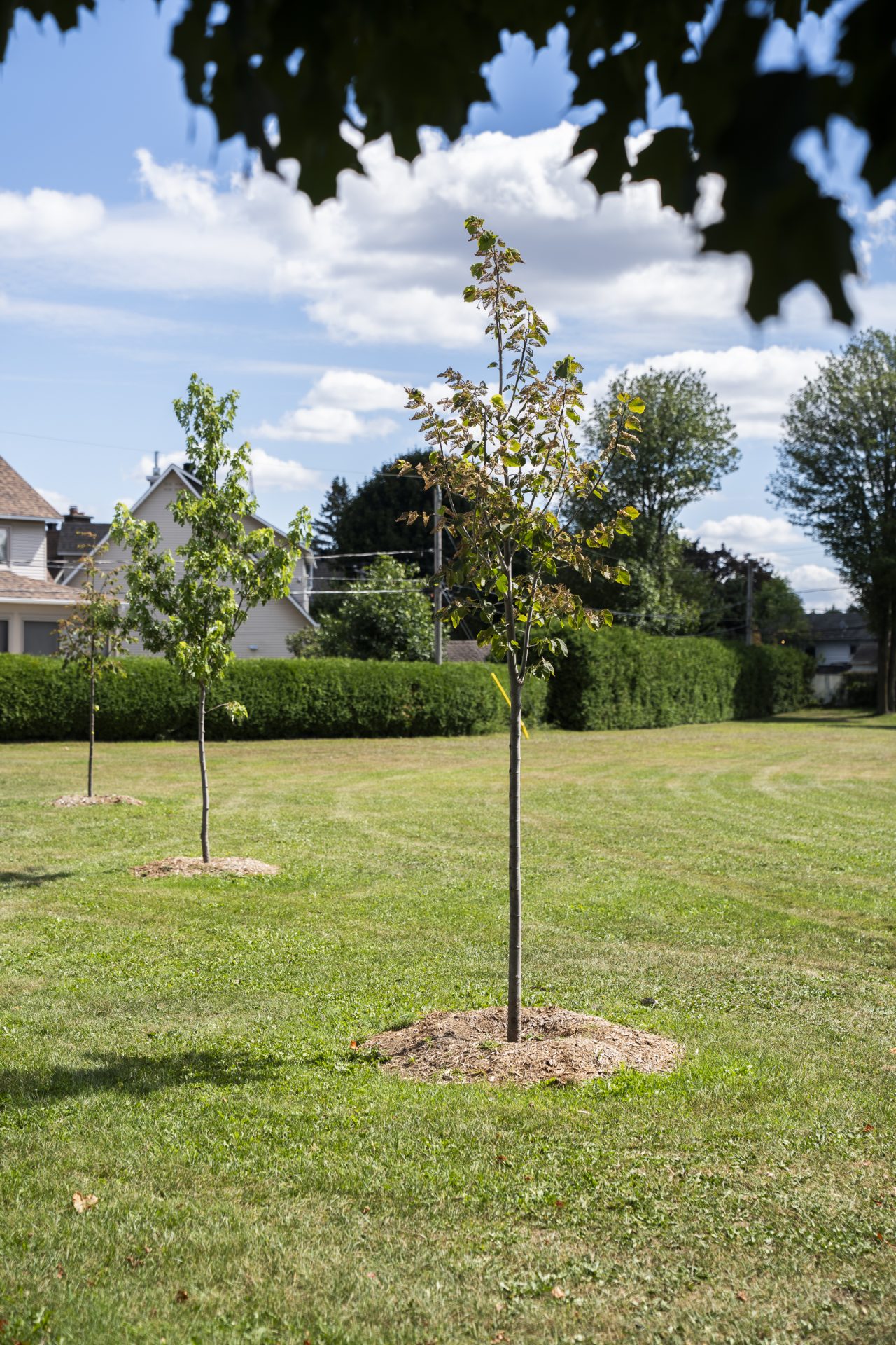 Ma Ville propre et fière : des plantations pour embellir nos parcs ...